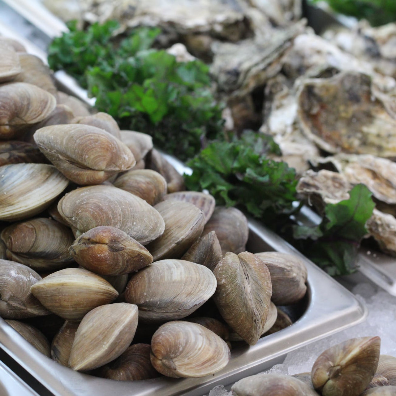 Hard Clams, Live – Pelican Seafood Company