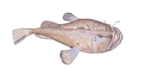 Monk Fish – Pelican Seafood Company