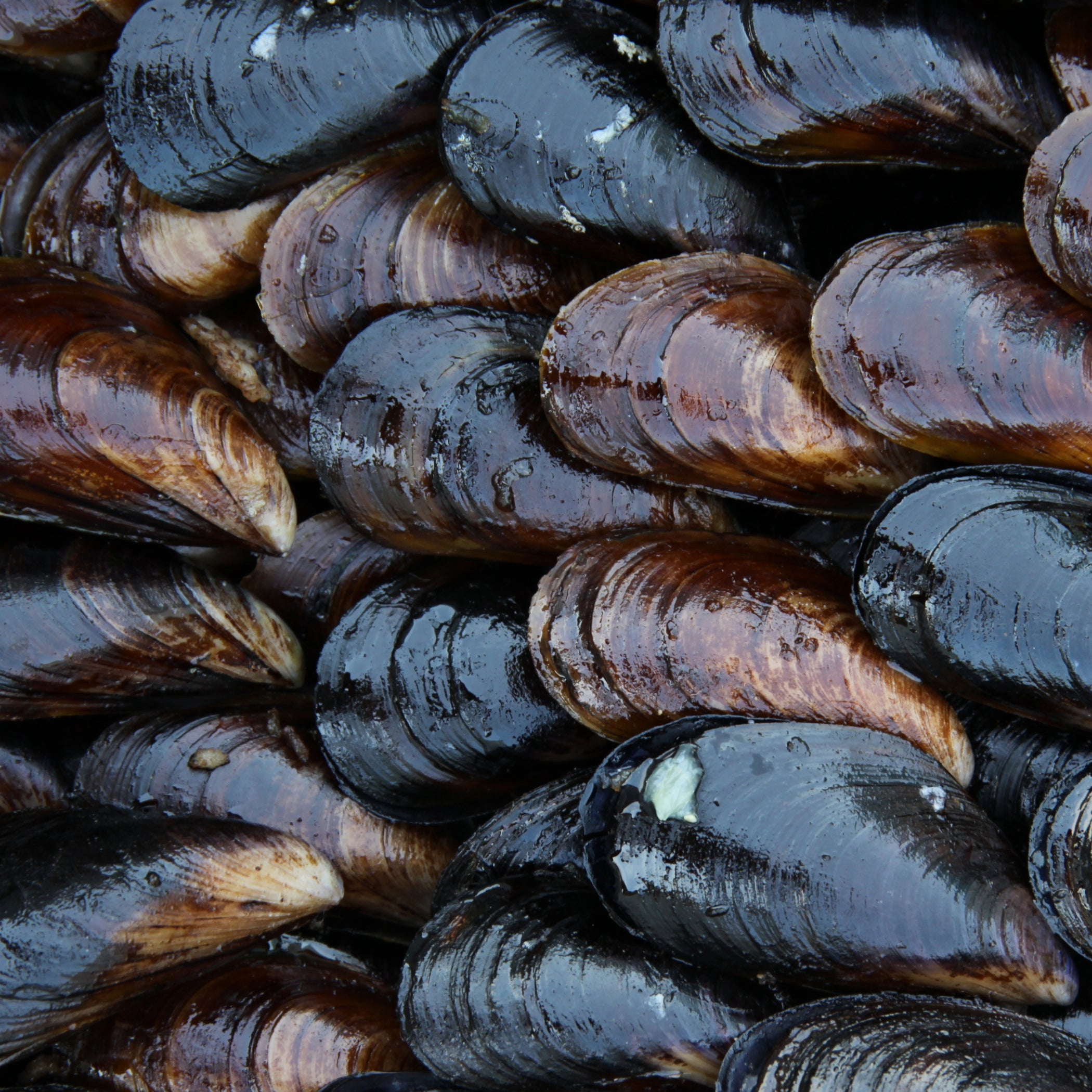 Live P.E.I. Mussels, 1lb.+ – Pelican Seafood Company