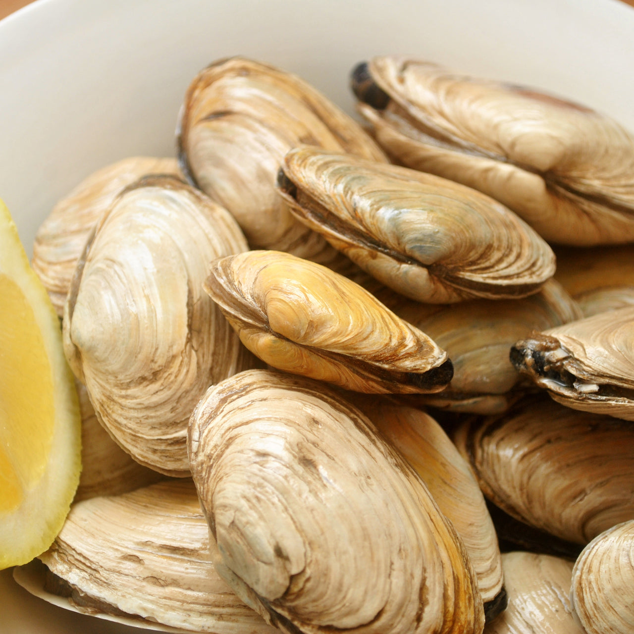 Steamer Clams, Live, 1lb.+ – Pelican Seafood Company
