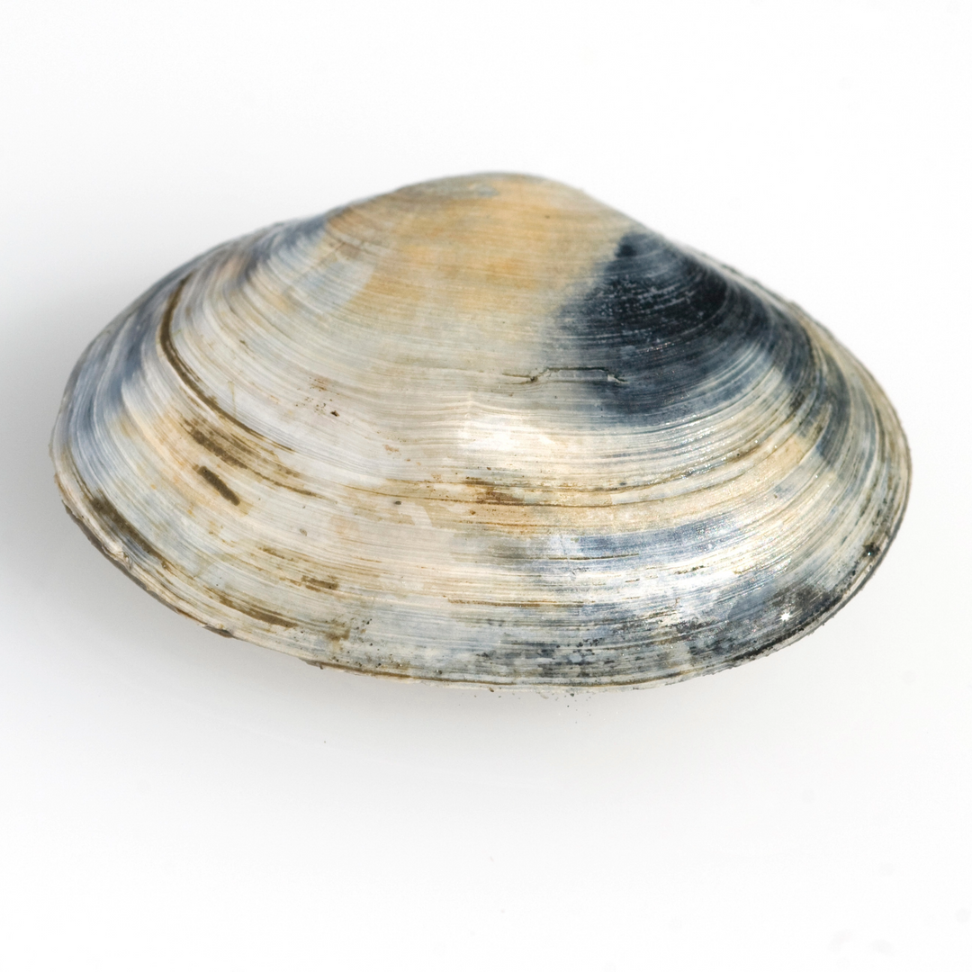 Clams – Pelican Seafood Company